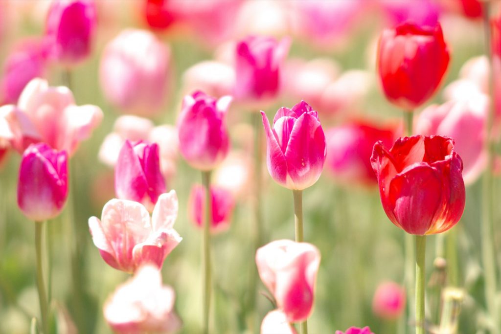Spring Flowers in Hokkaido (April - June)｜UU-Hokkaido Official Site