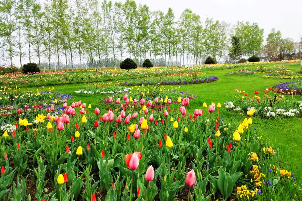 Spring Flowers in Hokkaido (April - June)｜UU-Hokkaido Official Site