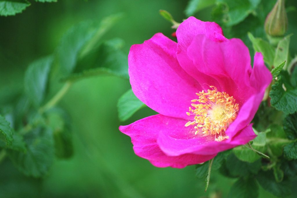 Spring Flowers in Hokkaido (April - June)｜UU-Hokkaido Official Site