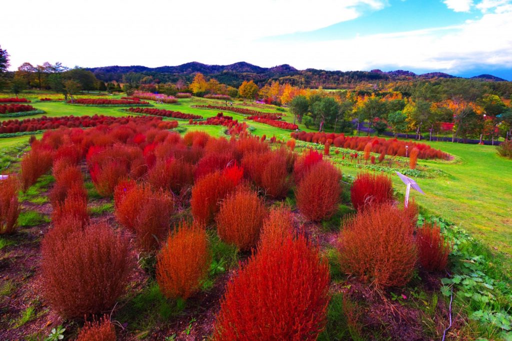 Autumn Flowers in Hokkaido (September - October)｜UU-Hokkaido Official Site