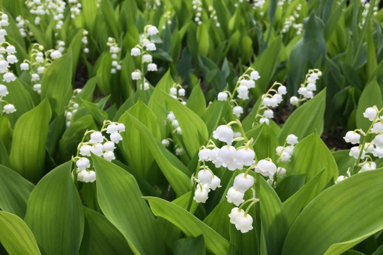 Spring Flowers in Hokkaido (April - June)｜UU-Hokkaido Official Site