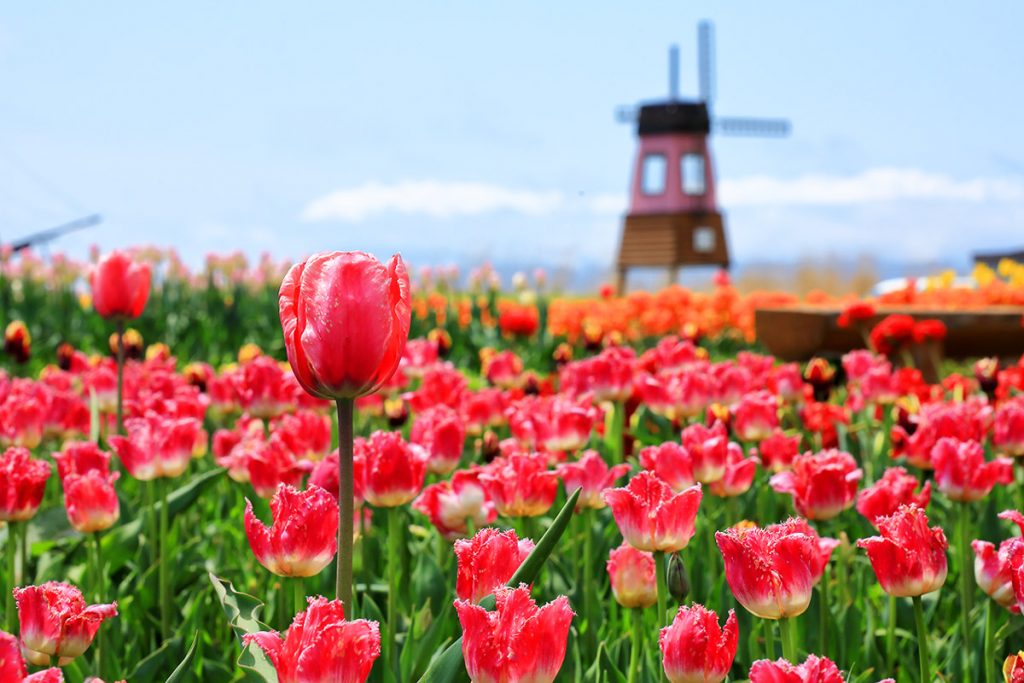 Spring Flowers in Hokkaido (April - June)｜UU-Hokkaido Official Site