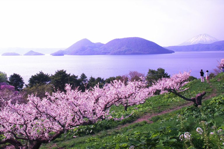 Spring Flowers in Hokkaido (April - June)｜UU-Hokkaido Official Site