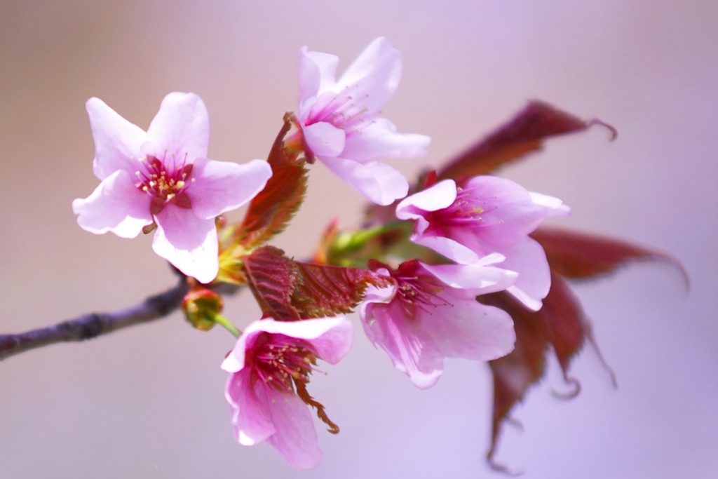 Hokkaido Cherry Blossom Special｜Cherry blossom viewing spots and places ...