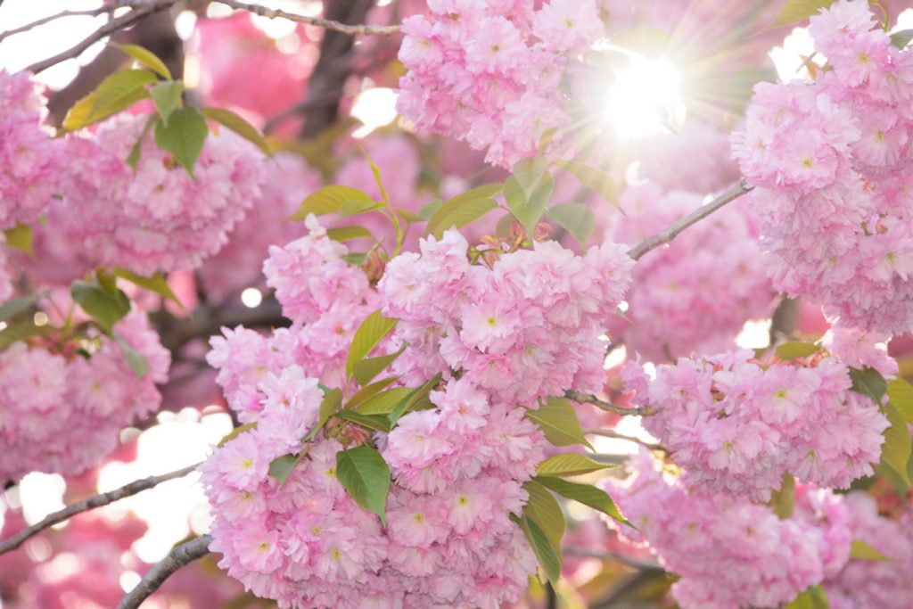 Hokkaido Cherry Blossom Special｜Cherry blossom viewing spots and places ...