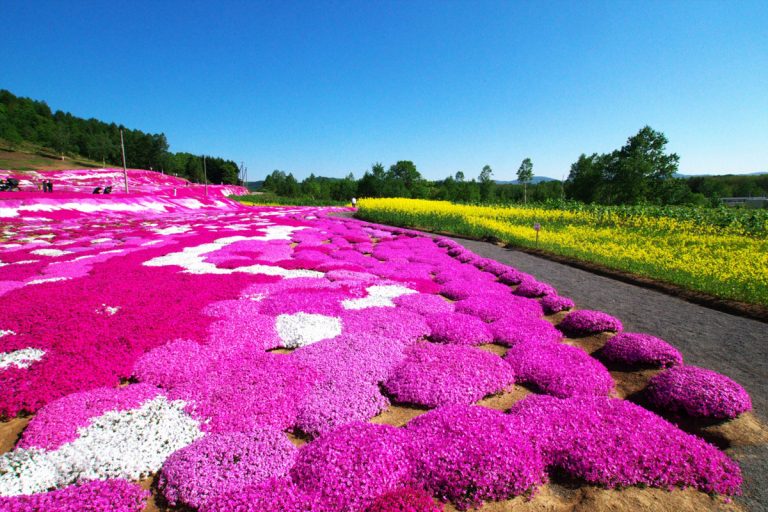 Spring Flowers in Hokkaido (April - June)｜UU-Hokkaido Official Site